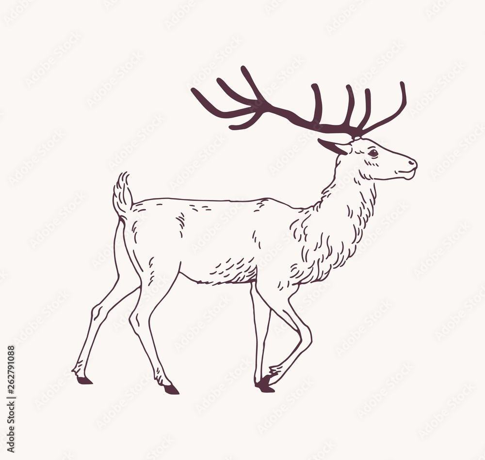 Stag Deer Drawing