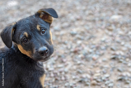 Brown Rottweiler Mix