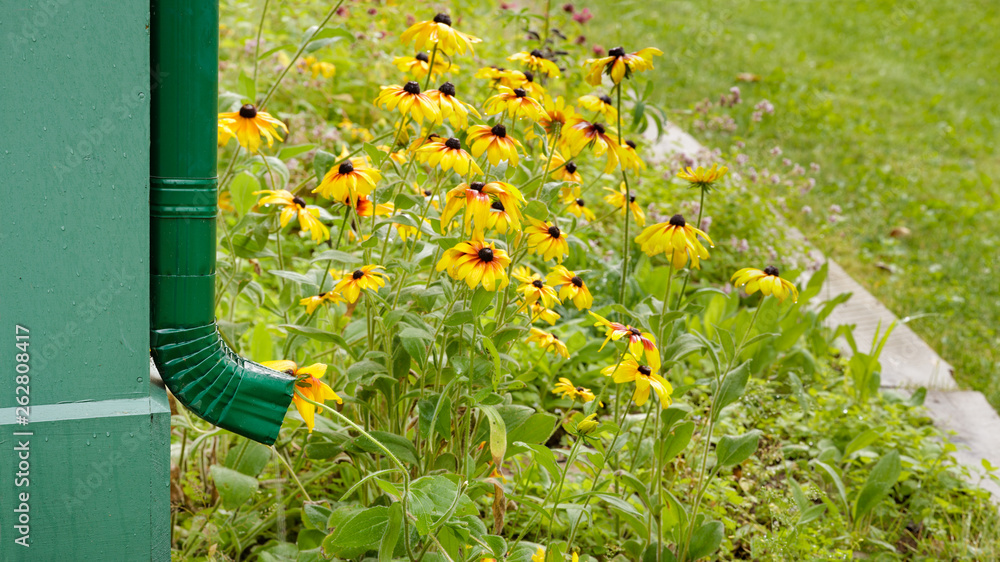 House rain gutter downspout and Brown-Eyed Susans in flower bed. Stock ...