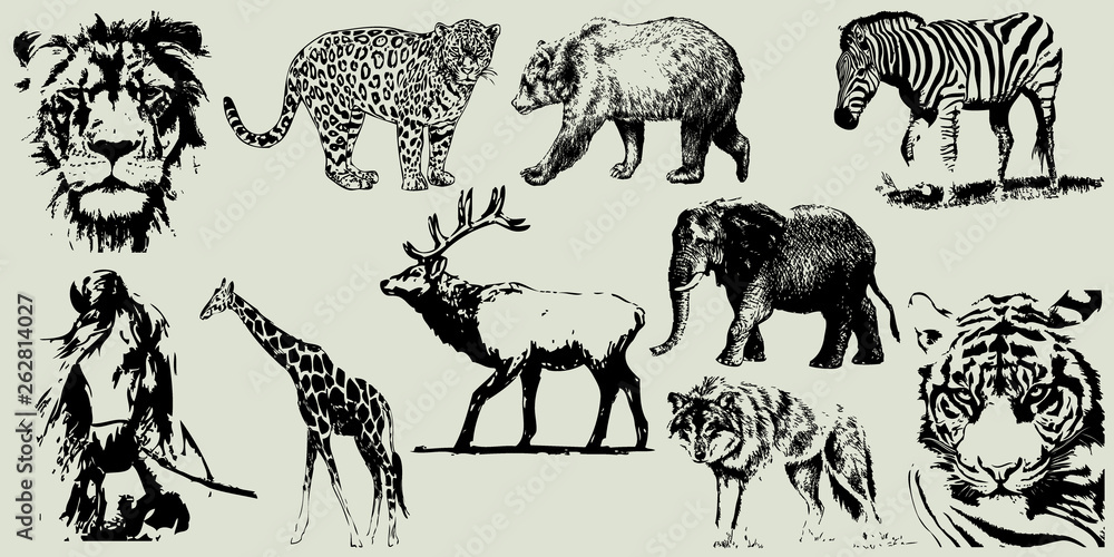 set of wild animals. vector hand drawn illustrations on transparent ...