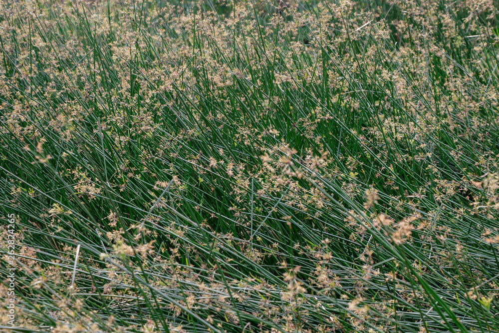 Selective focus of the green sedges field background.Beautiful green ...