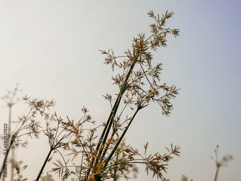 Selective focus of the green sedges field background.Beautiful green ...