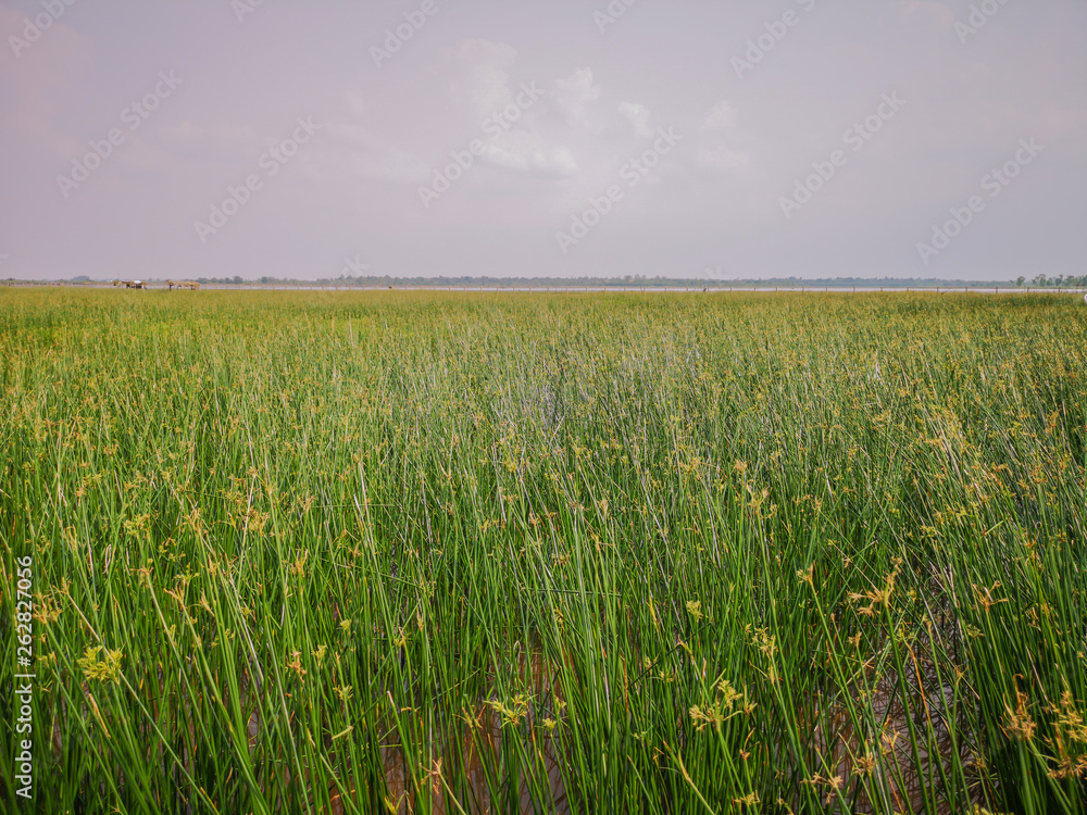 Selective focus of the green sedges field background.Beautiful green ...