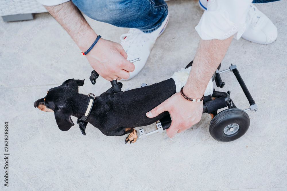 From above crop male fixing wheelchair on paralyzed handicapped ...