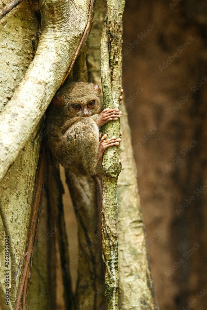 Spectral Tarsier, Tarsius spectrum, portrait of rare endemic nocturnal ...