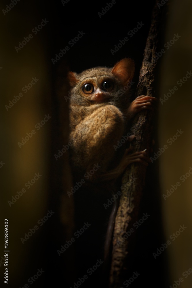 Spectral Tarsier, Tarsius spectrum, portrait of rare endemic nocturnal ...