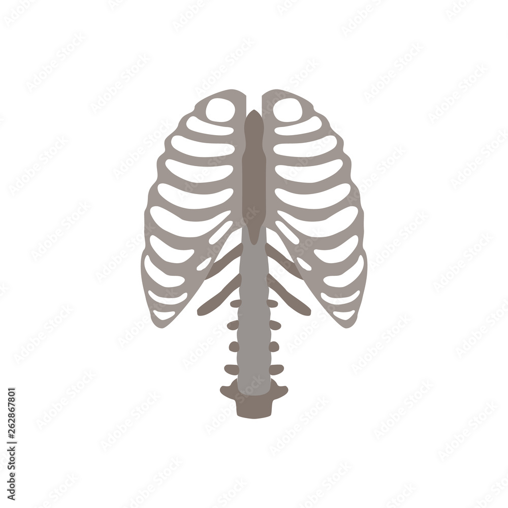 Anatomically correct human rib cage flat vector isolated on white ...