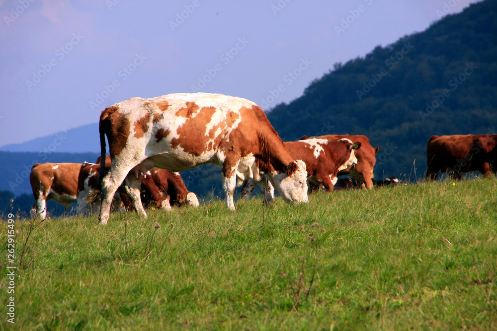 Simmental cattle herd on the pasture, Germany Stock Photo | Adobe Stock