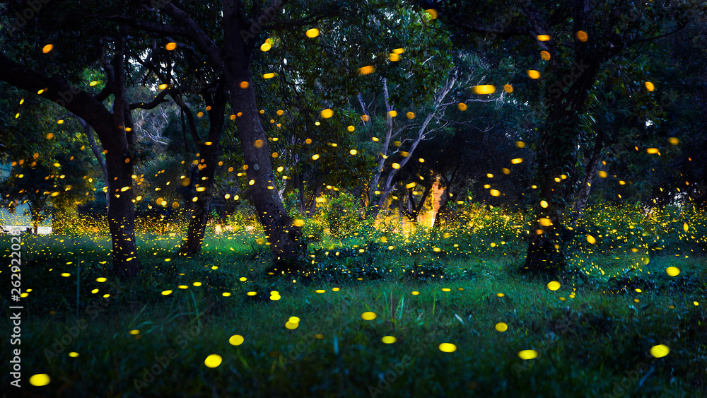 Fireflies At Night