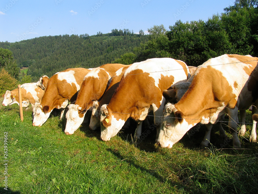 Simmental cattle herd on a mountain pasture Stock Photo | Adobe Stock