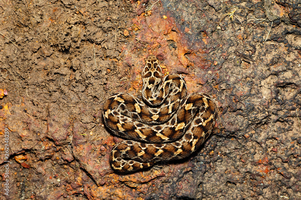 Saw Scaled Viper,Echis carinatus carinatus, Satara, Maharashtra, India ...