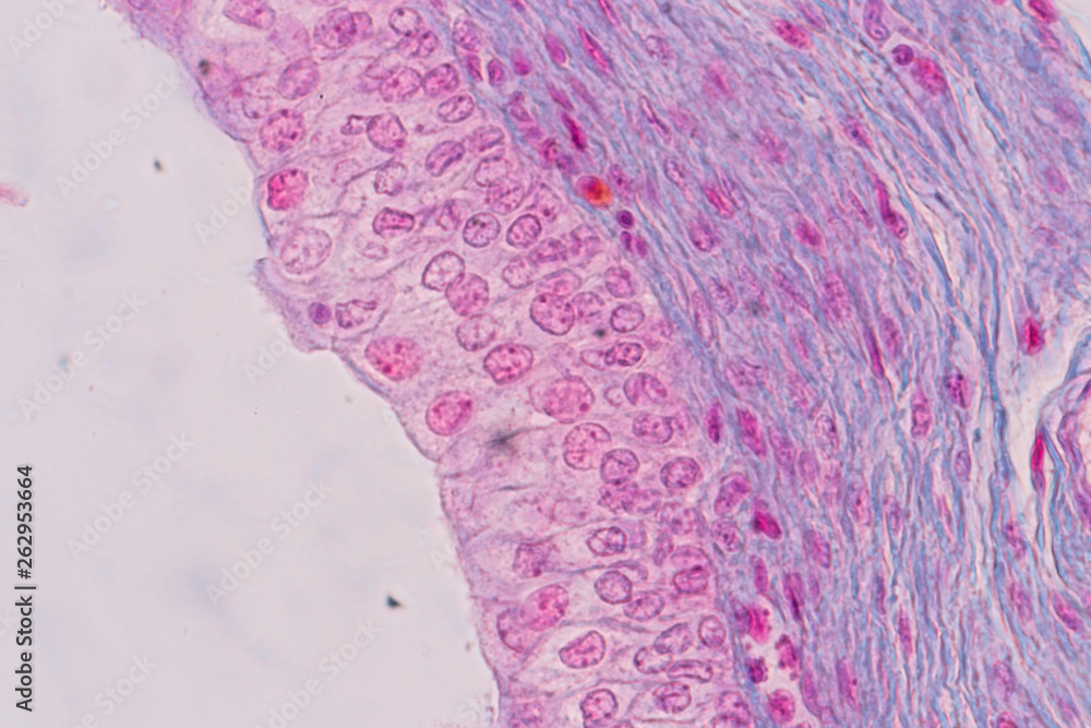 Education anatomy and physiology of Tongue under the microscopic in ...