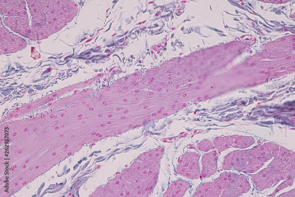Education anatomy and physiology of Tongue under the microscopic in ...