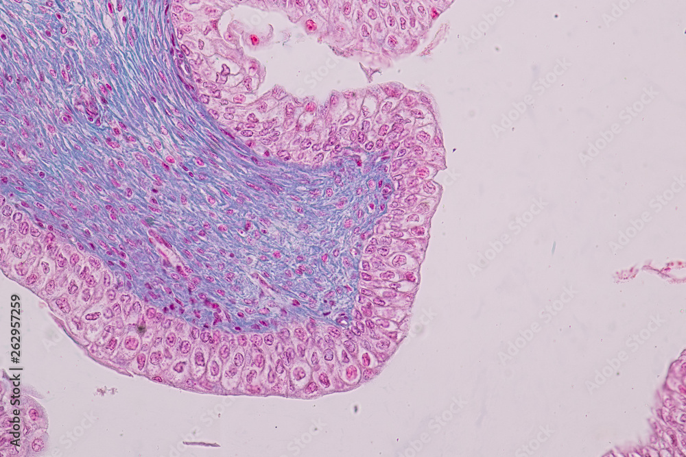 Education anatomy and physiology of Tongue under the microscopic in ...