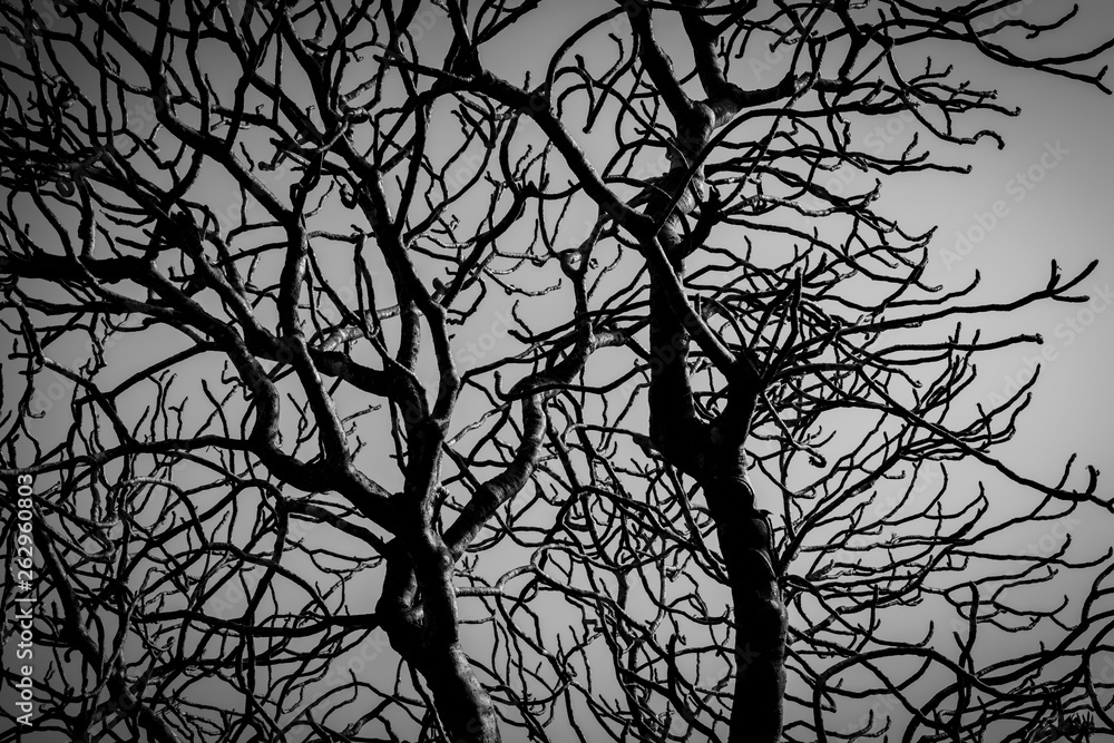 Silhouette dead tree on dark dramatic sky background for scary or death ...