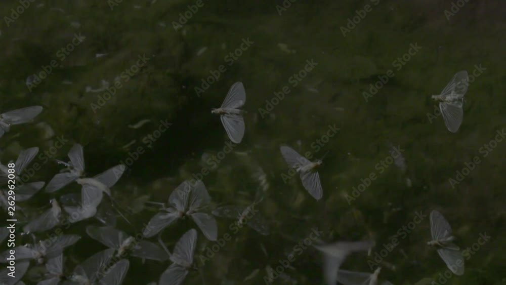Mayflies swarming and mating surface of the water, close-up Stock ビデオ ...