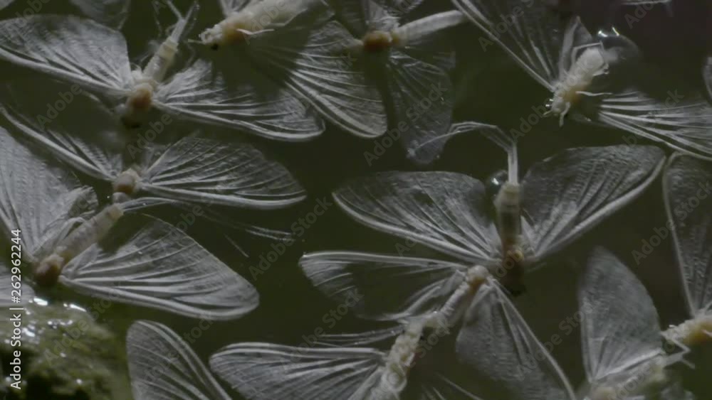 Mayflies swarming and mating surface of the water, close-up Stock ビデオ ...