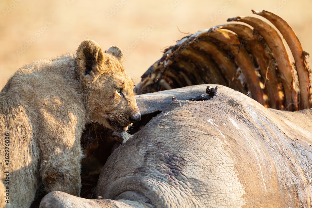 Angry and hungry lioness feed on the carcass of dead rhino Stock Photo ...