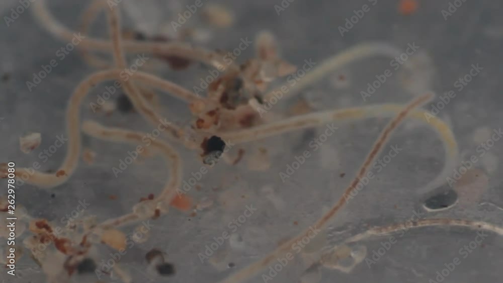 Invertebrate Zoology and Hydrobiology. Coastal worms (threadworm ...