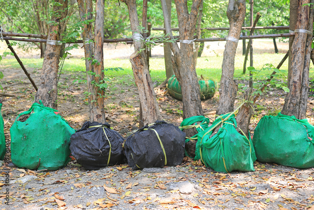 New trees waiting for planting in the garden. Wrap root for reduce lack ...