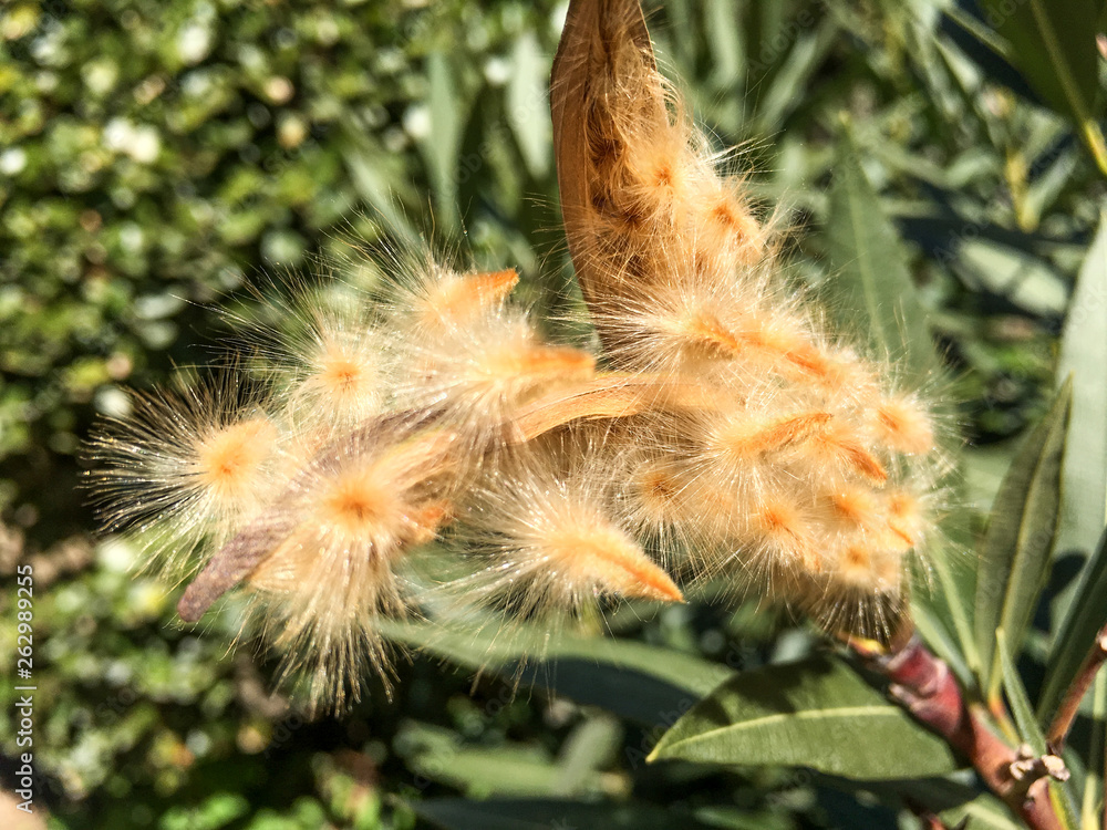 Hairy seed pods of Nerium oleander Stock Photo | Adobe Stock