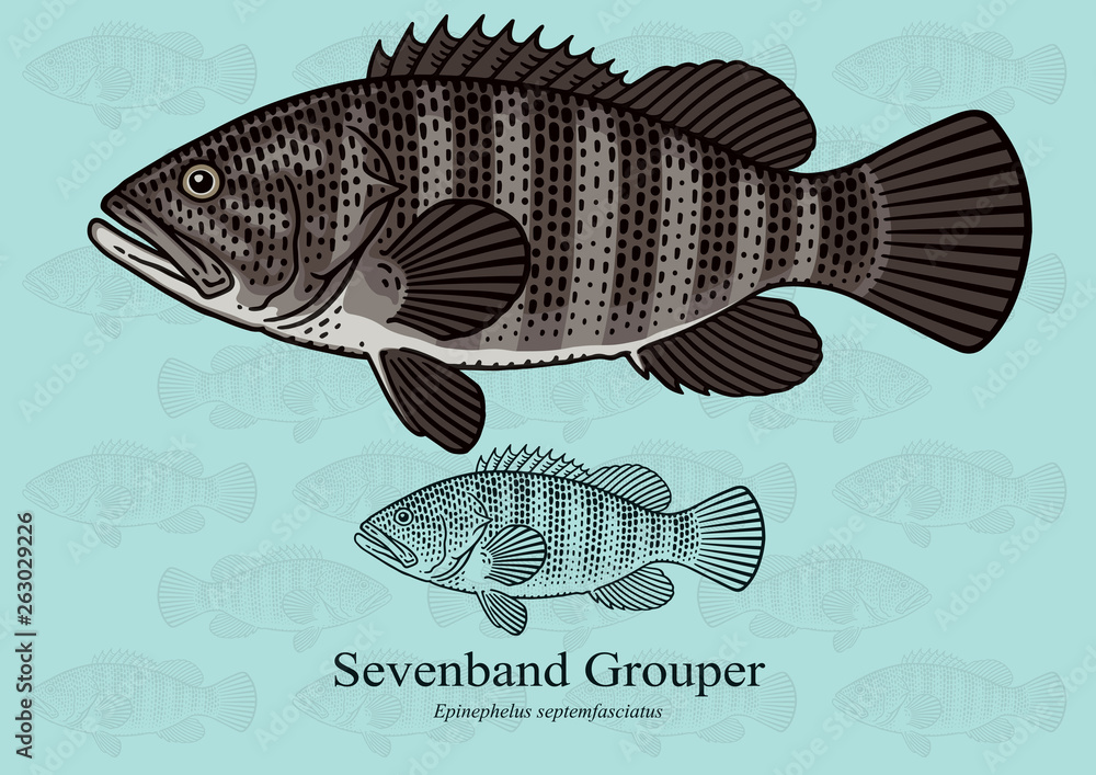 Sevenband Grouper. Vector illustration with refined details and ...