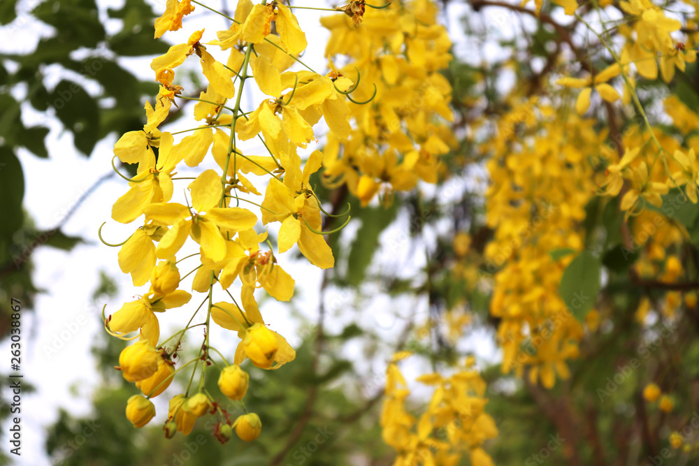 Ratchapruek or Cassia fistula is a flowering plant in the family of ...