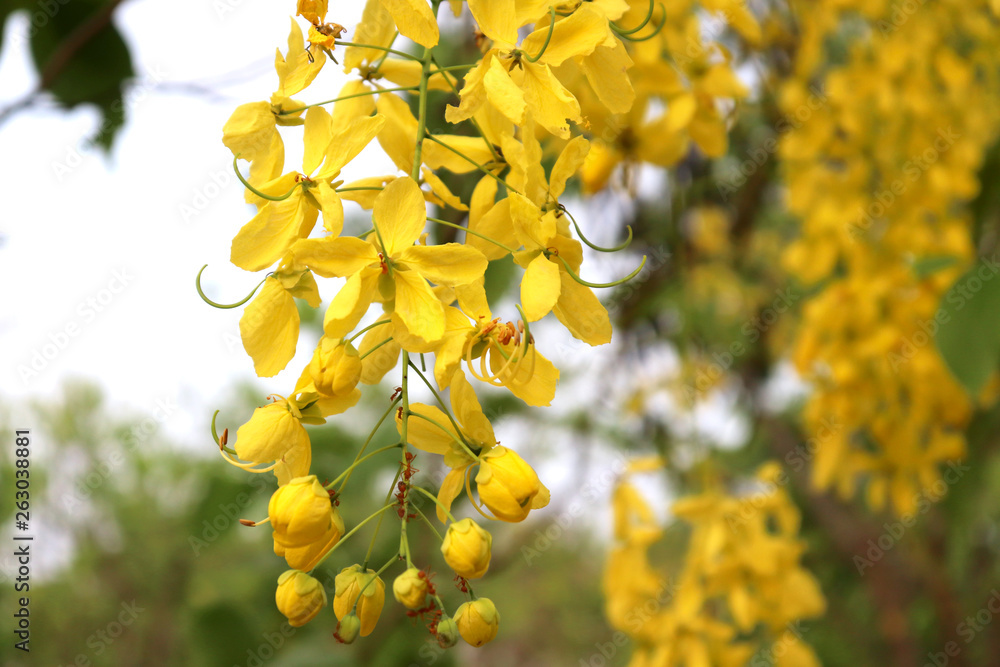 Ratchapruek or Cassia fistula is a flowering plant in the family of ...