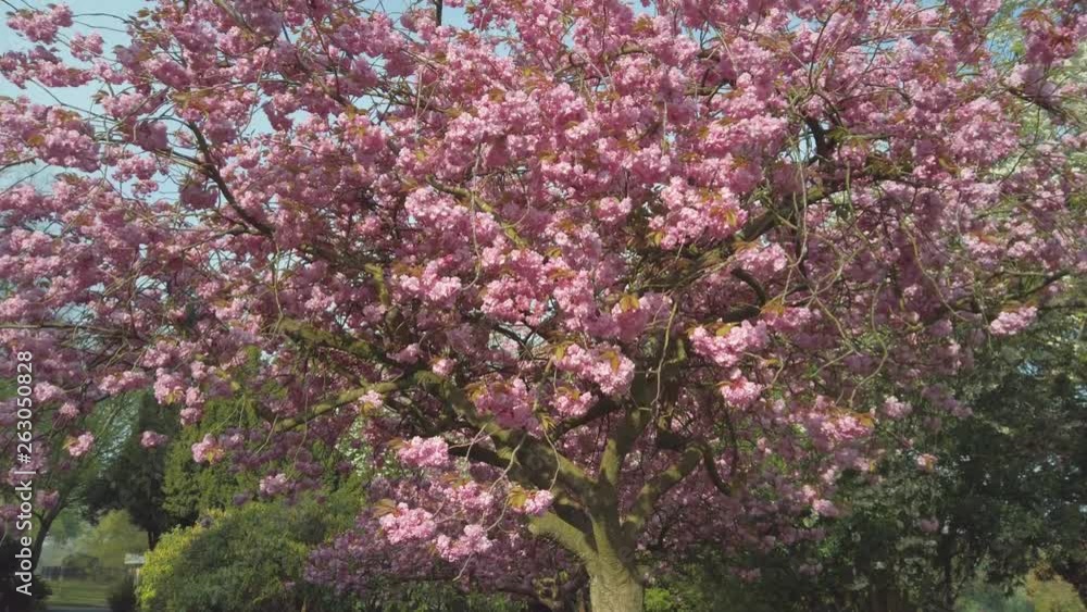 Cherry blossom tree in Canon Hill Park, Birmingham. Camera tracks in to ...