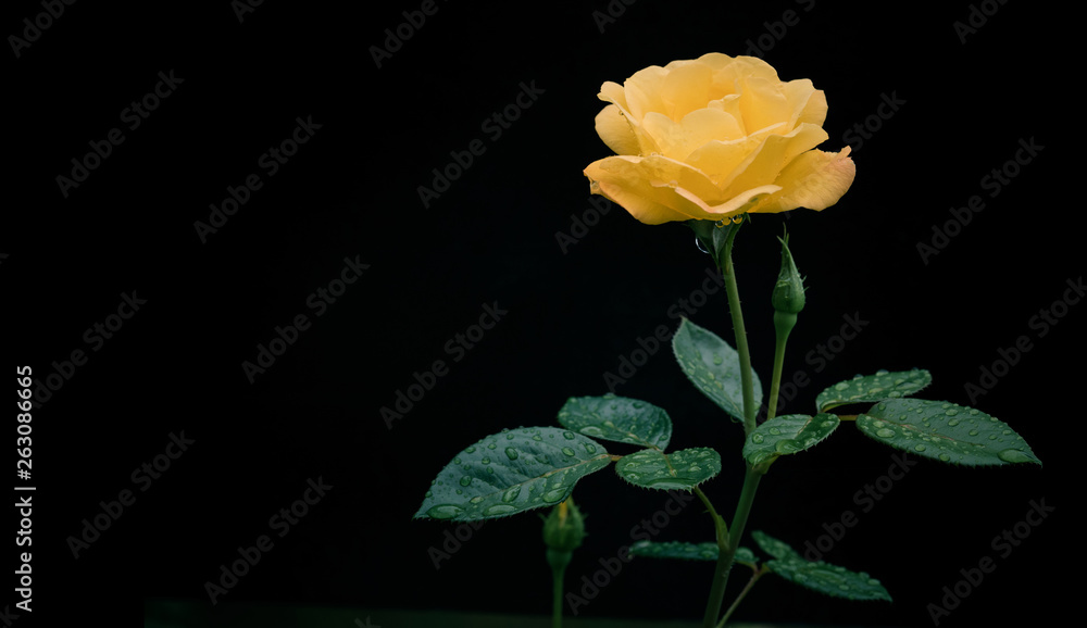 Single Yellow Rose Wallpaper