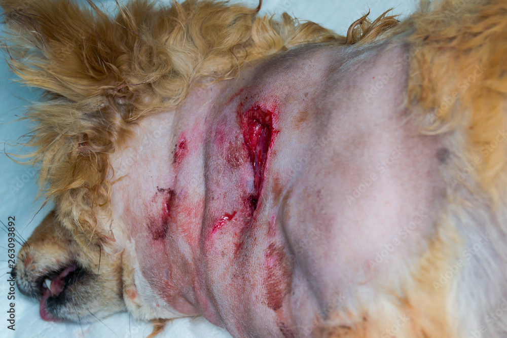 dog with a large wound after dog fight, on his left side of the neck ...