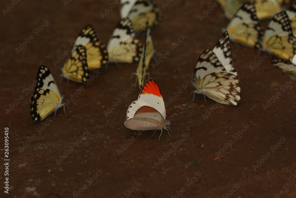 The African common whites, alsi called African capers, and a Great ...