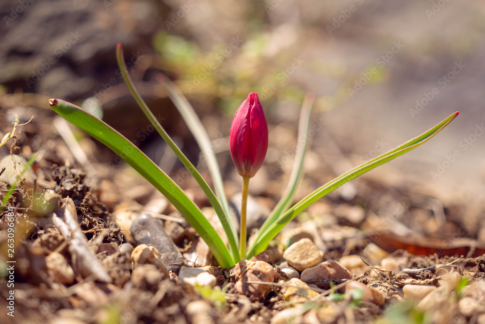 Tiny red species tulips in a rock garden Stock Photo | Adobe Stock