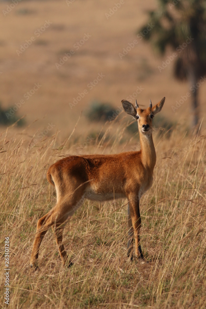The Ugandan kob, a subspecies of the kob, a type of reddish antelope ...