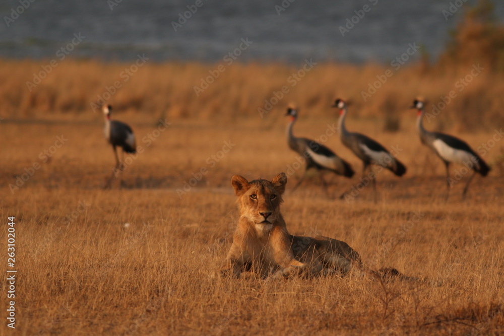 African lion resting on the ban of the Nile river with Grey crowned ...