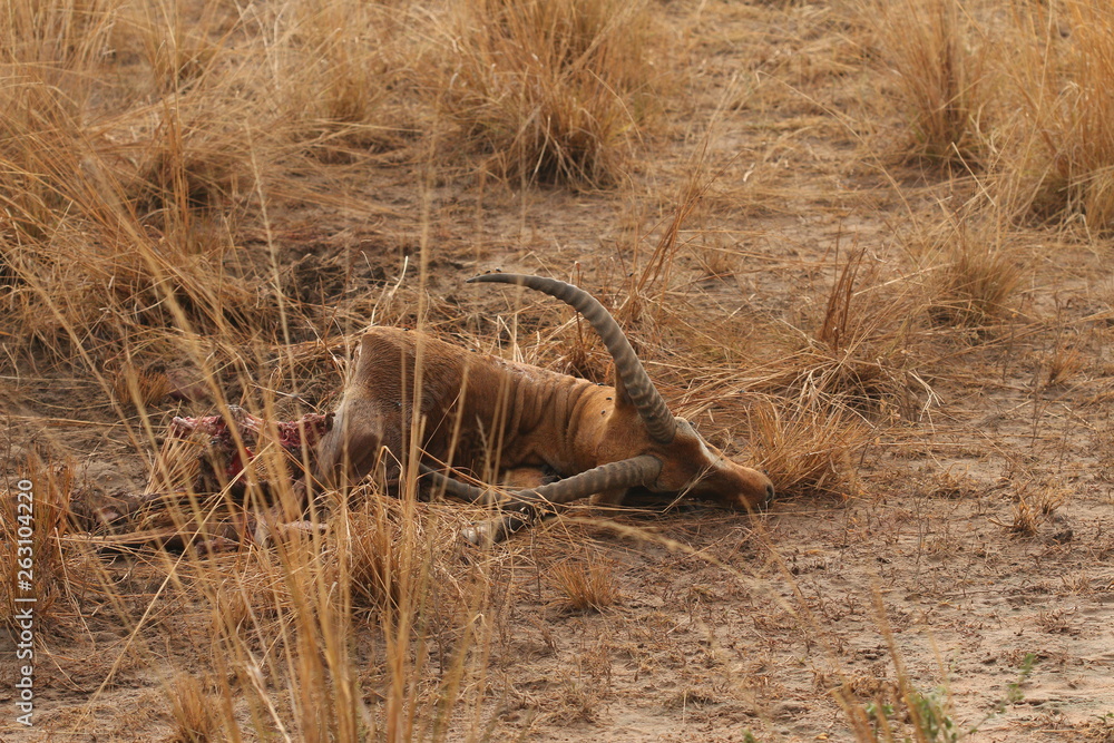 Dead Ugandan kob, which served as a prey for lions. A picture from ...