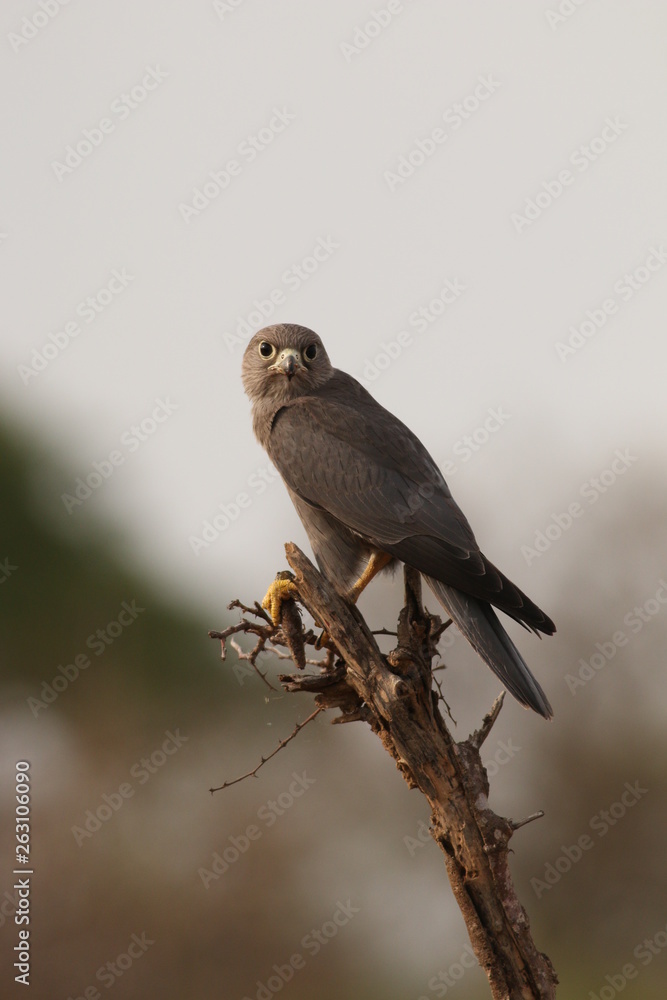 Grey Kestrel