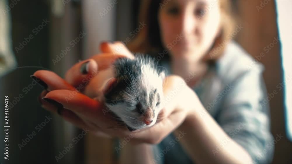 Kitten with unopened eye on palm, smallest, baby animal in woman's hand ...