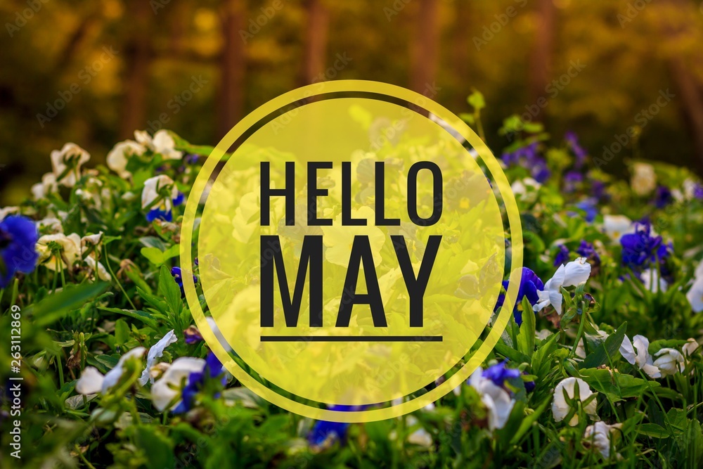 Banner Hello May. Greeting the new month. Picture with flowers. Text on ...