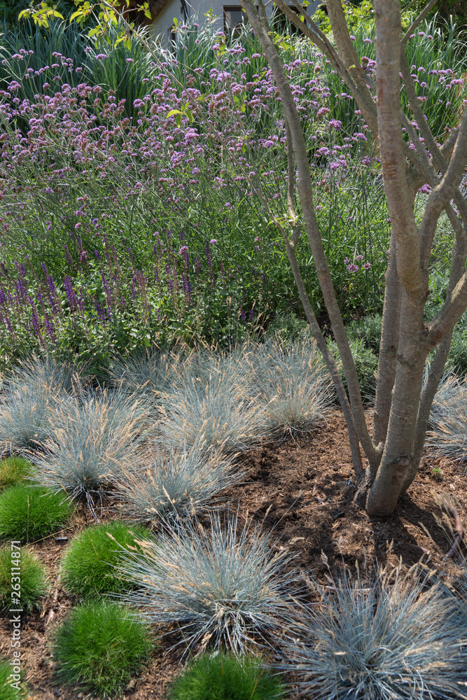 Moderne Gartengestaltung mit Gräsern und Stauden Stock Photo | Adobe Stock