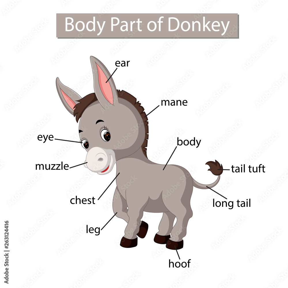 Diagram showing body part of donkey Stock Vector | Adobe Stock