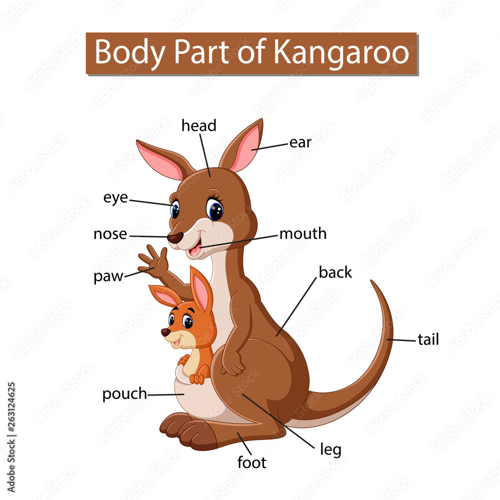 Diagram showing body part of kangaroo Stock Vector | Adobe Stock