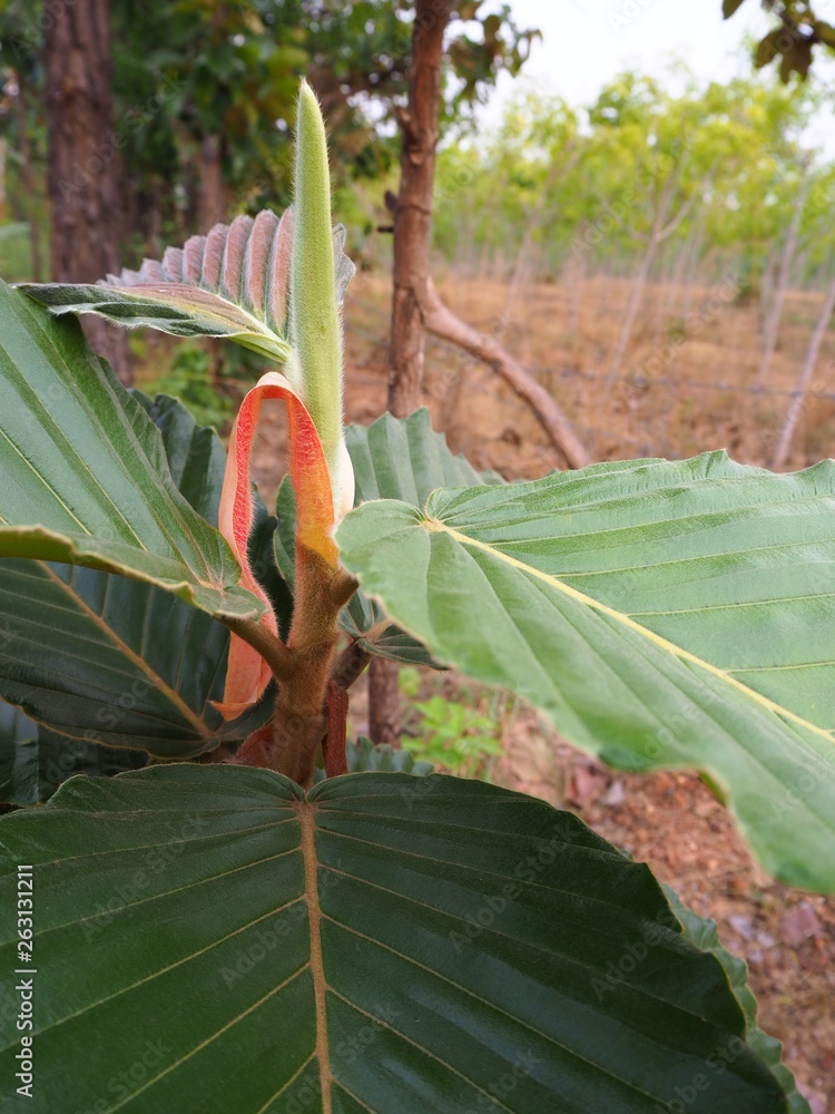 Dipterocarpus obtusifolius is a common species of tree in the family ...