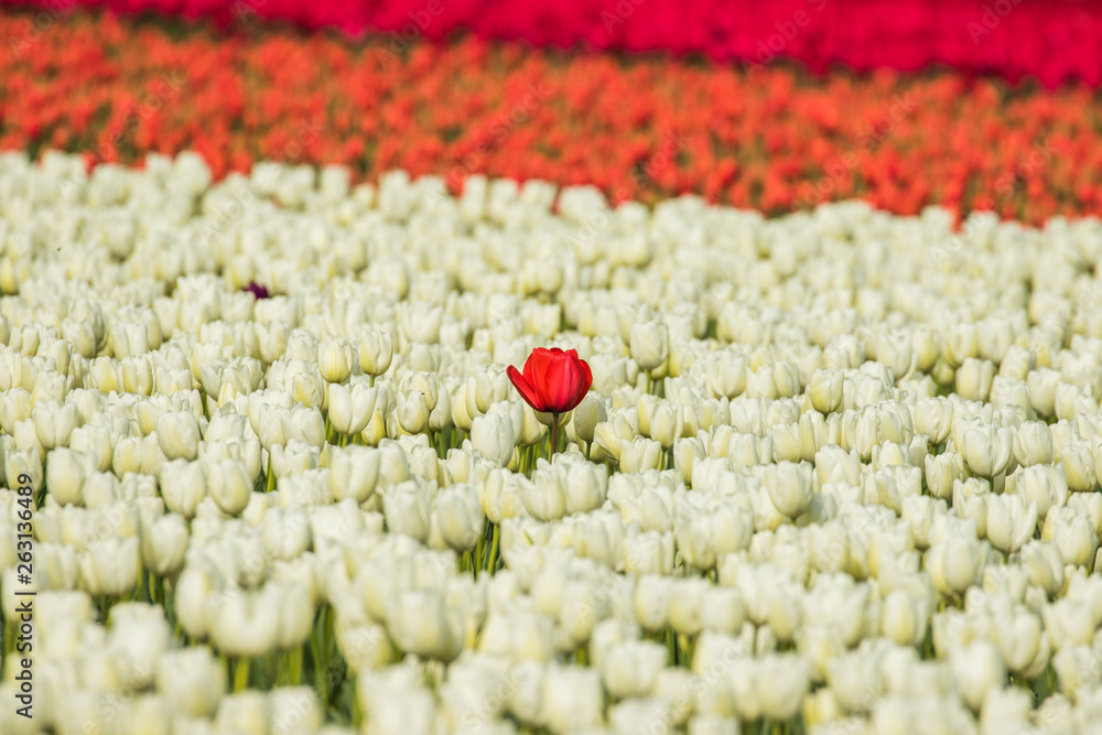 Stand Out From The Crowd Flowers