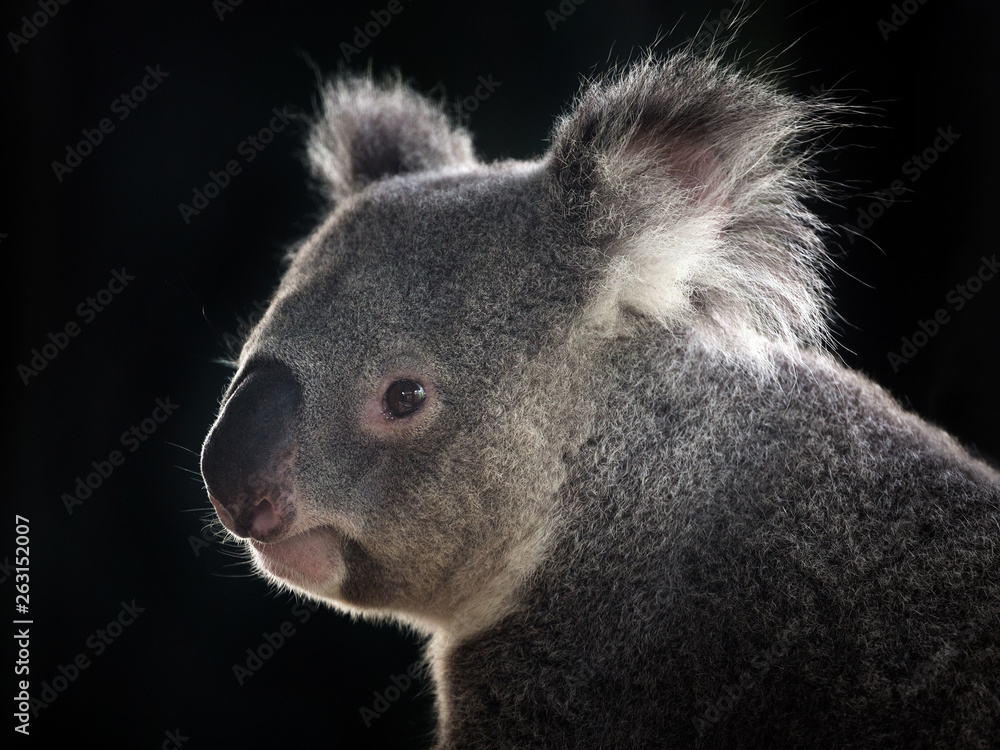 Koala's face on a black background. Stock Photo | Adobe Stock