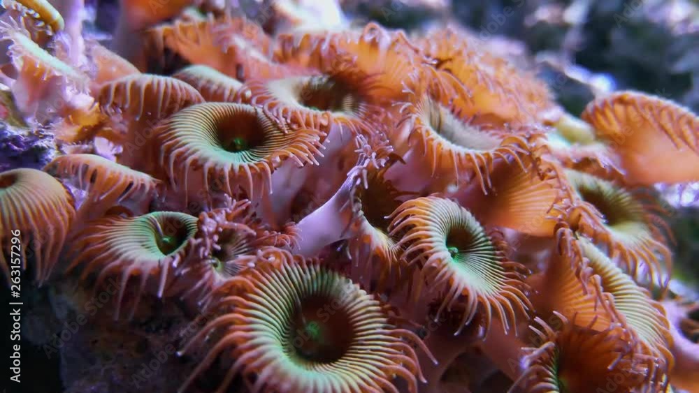 Purple Button Polyp, protopalythoa mutuki underwater soft corals ...