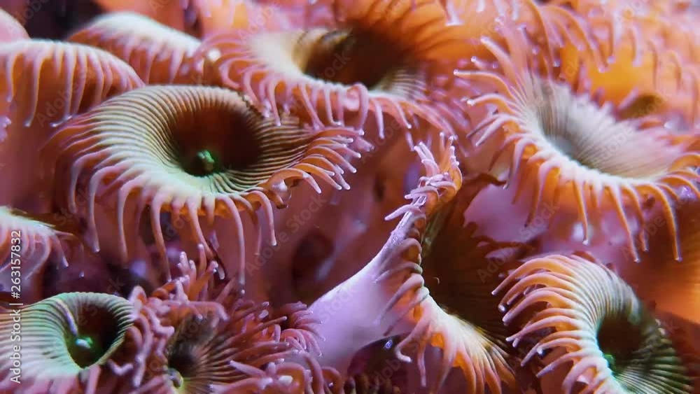 Button polip zoanthids, sea bottom soft coral reefs background ...