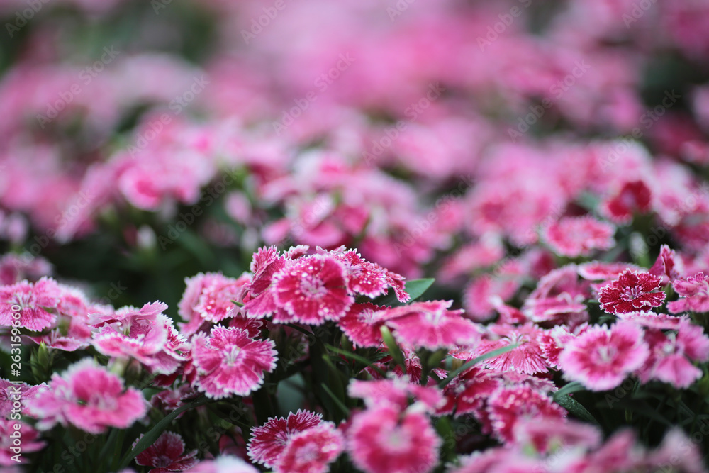 Maiden pink Flashing lights Dianthus deltoides Flashing Stock Photo ...