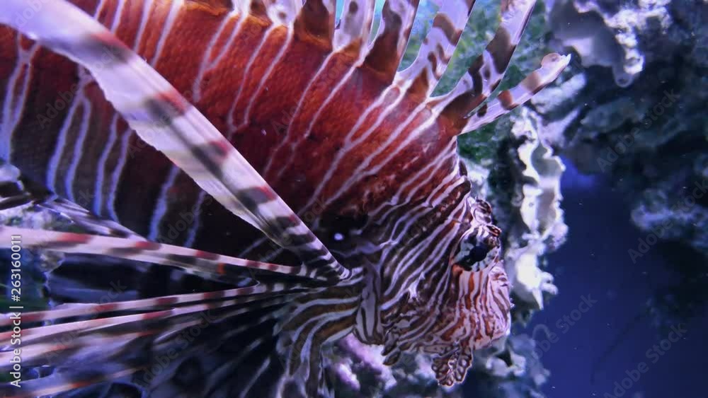 Common lionfish, butterfly-cod swimming underwater. Closeup of ...