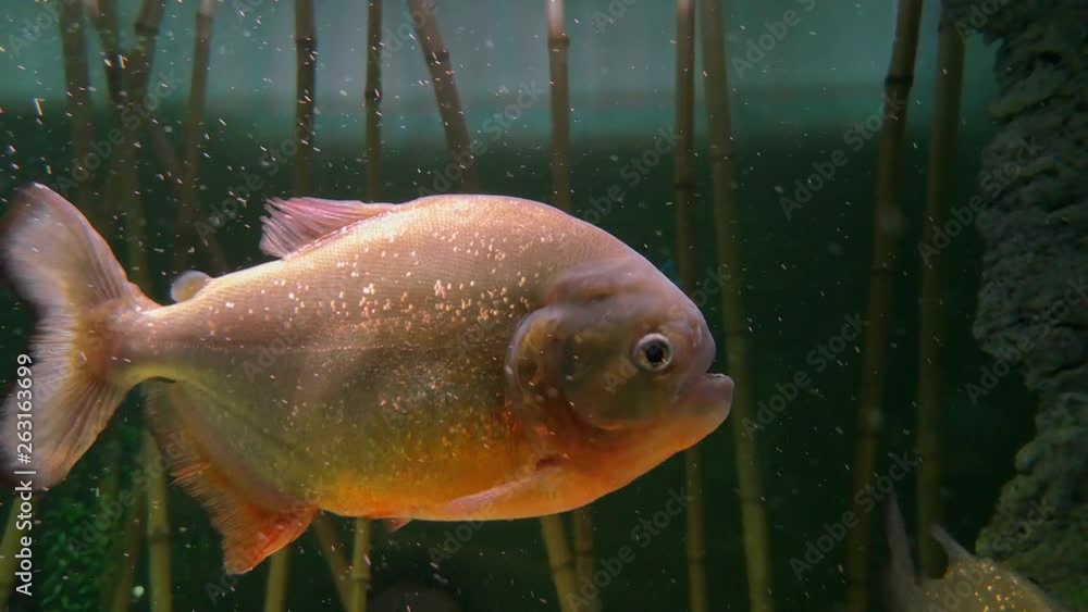 Piranha freshwater fish swimming in aquarium. Footage of deep-bodied ...